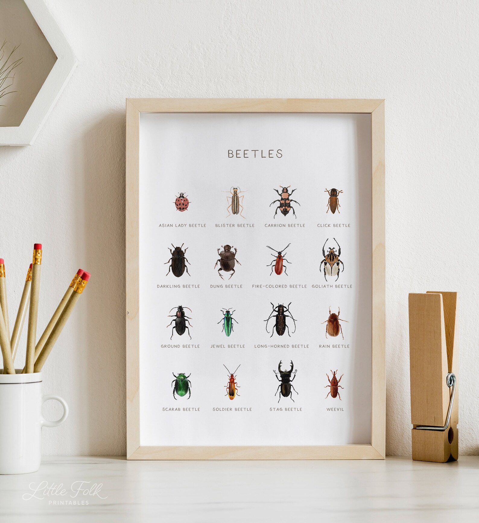 Beetle Species Poster Educational Bug Print Printable Wall - Etsy