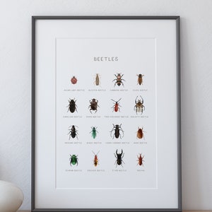 Beetle Species Poster, Educational Bug Print, Printable Wall Art ...