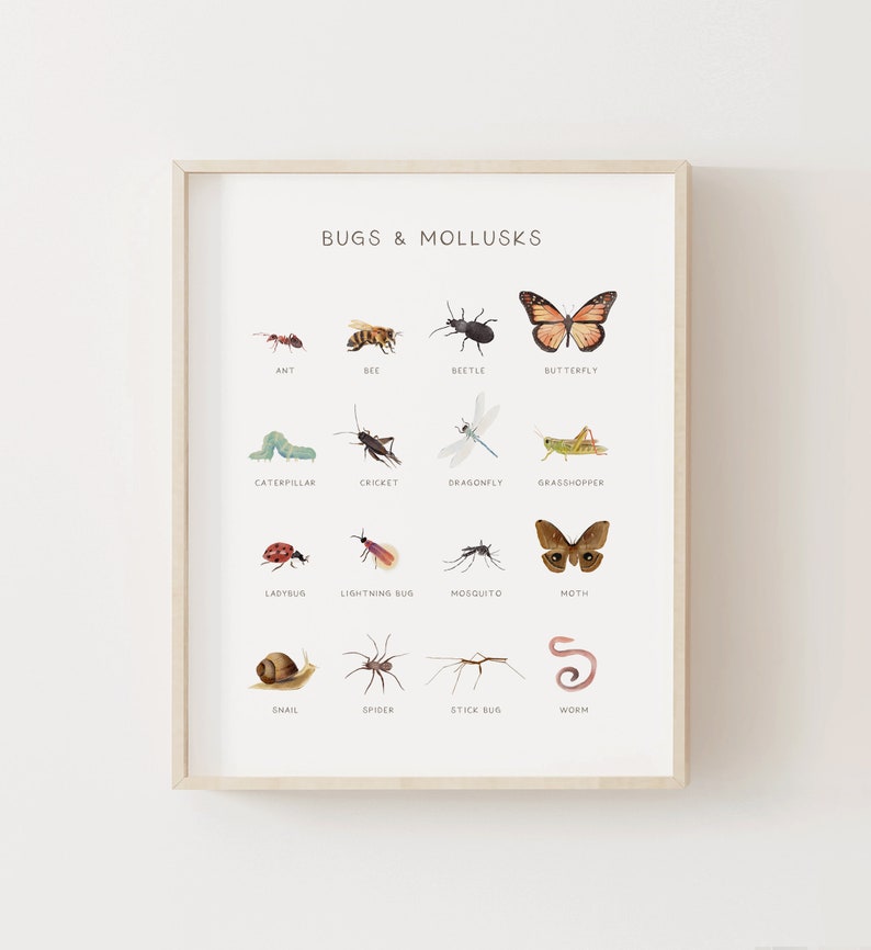 Educational Bugs Poster Insects Print Printable Wall Art - Etsy