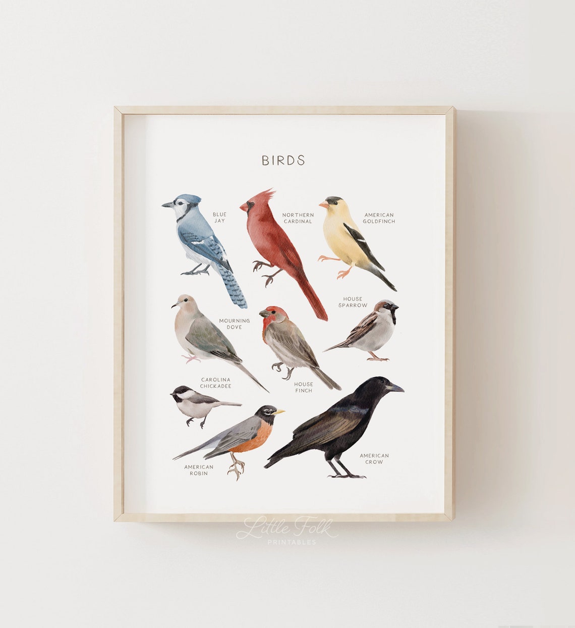 Educational Birds Poster Common Birds Print Printable Wall - Etsy