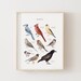 Educational Birds Poster Common Birds Print Printable Wall - Etsy