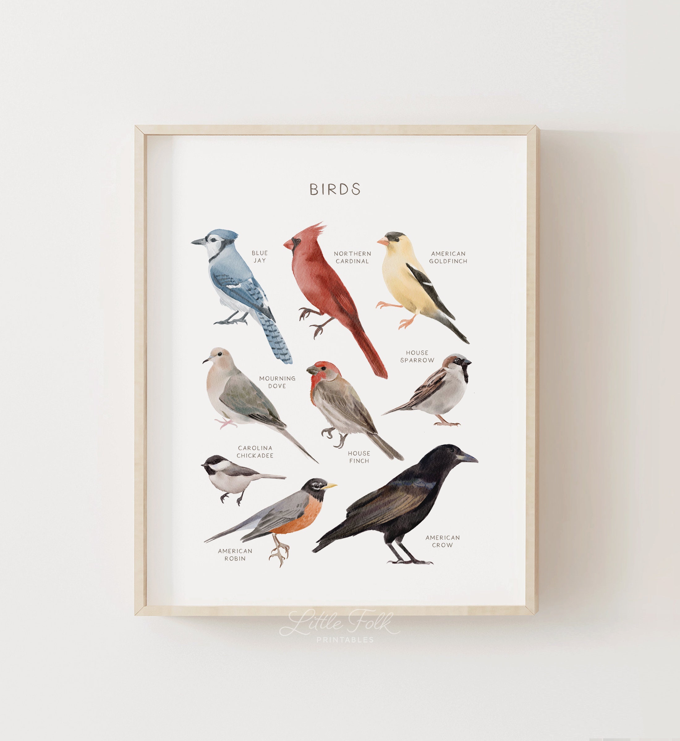Educational Birds Poster Common Birds Print Printable Wall - Etsy