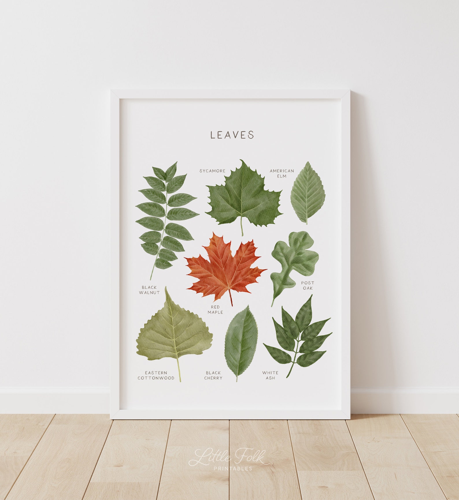 Educational Leaves Poster Leaf Types Print Printable Wall - Etsy