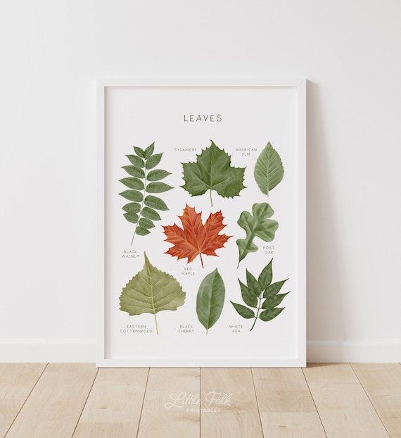 Types Of Leaves Montessori