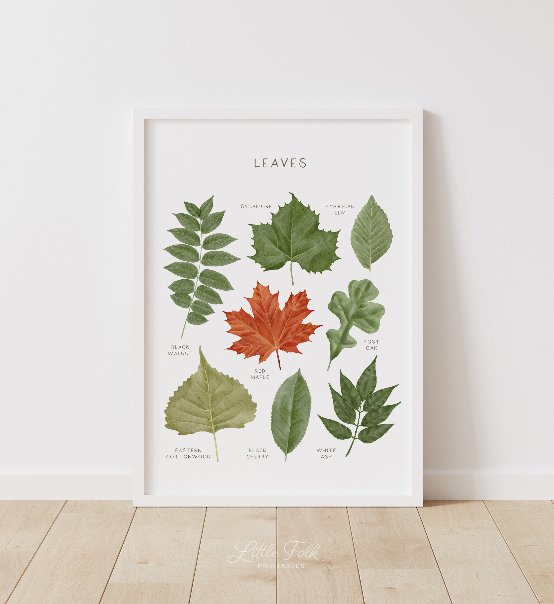 Educational Leaves Poster Leaf Types Print Printable Wall - Etsy