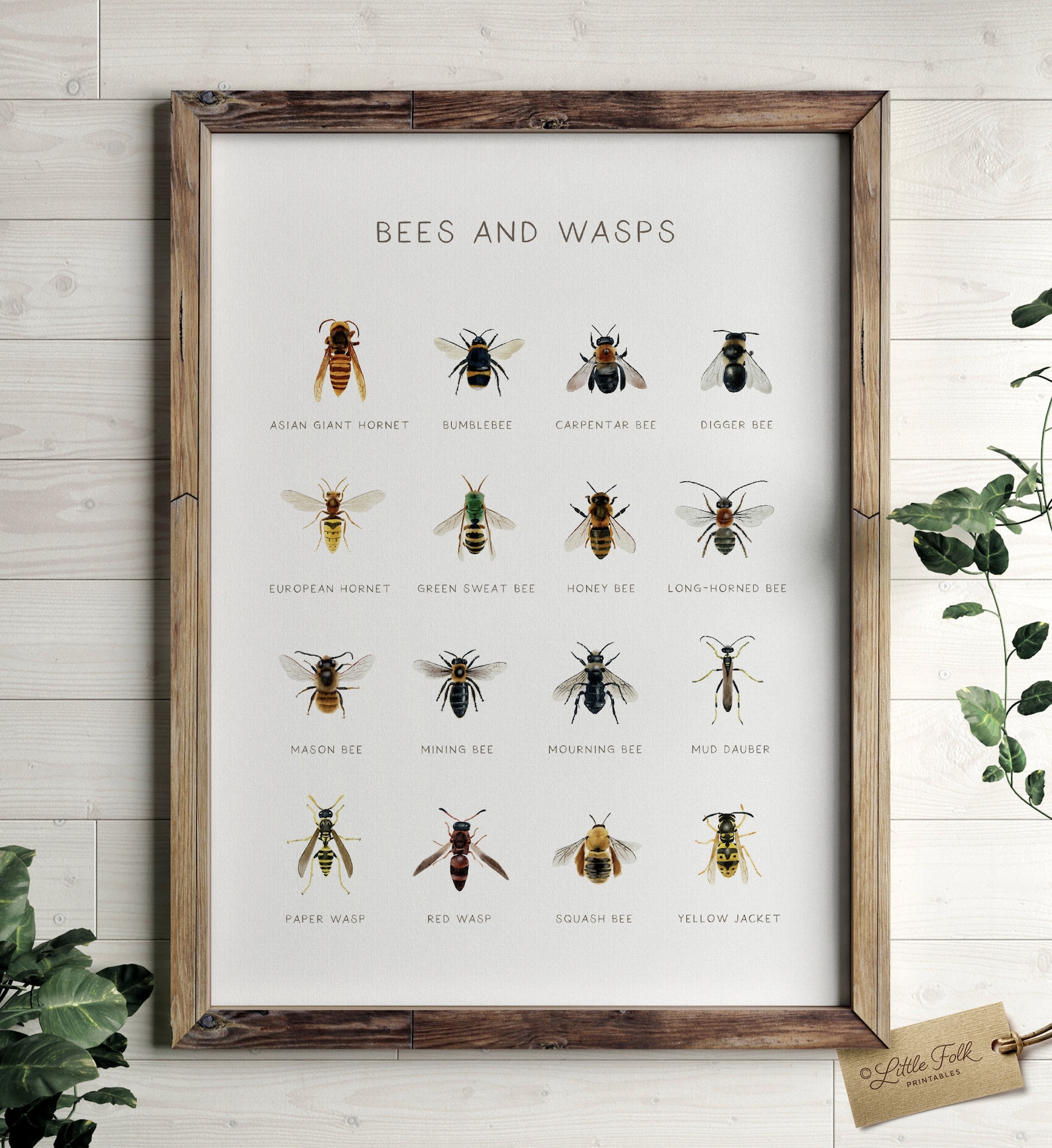 Educational Bugs Poster Bees and Wasps Print Printable Wall - Etsy