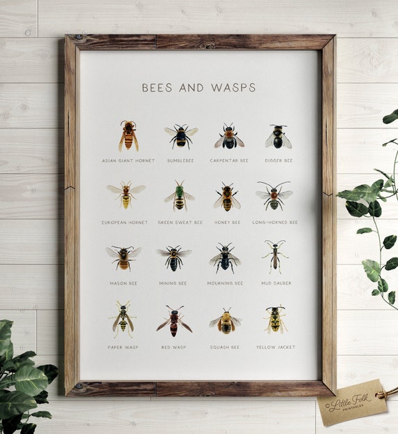 Educational Bugs Poster Bees and Wasps Print Printable Wall - Etsy
