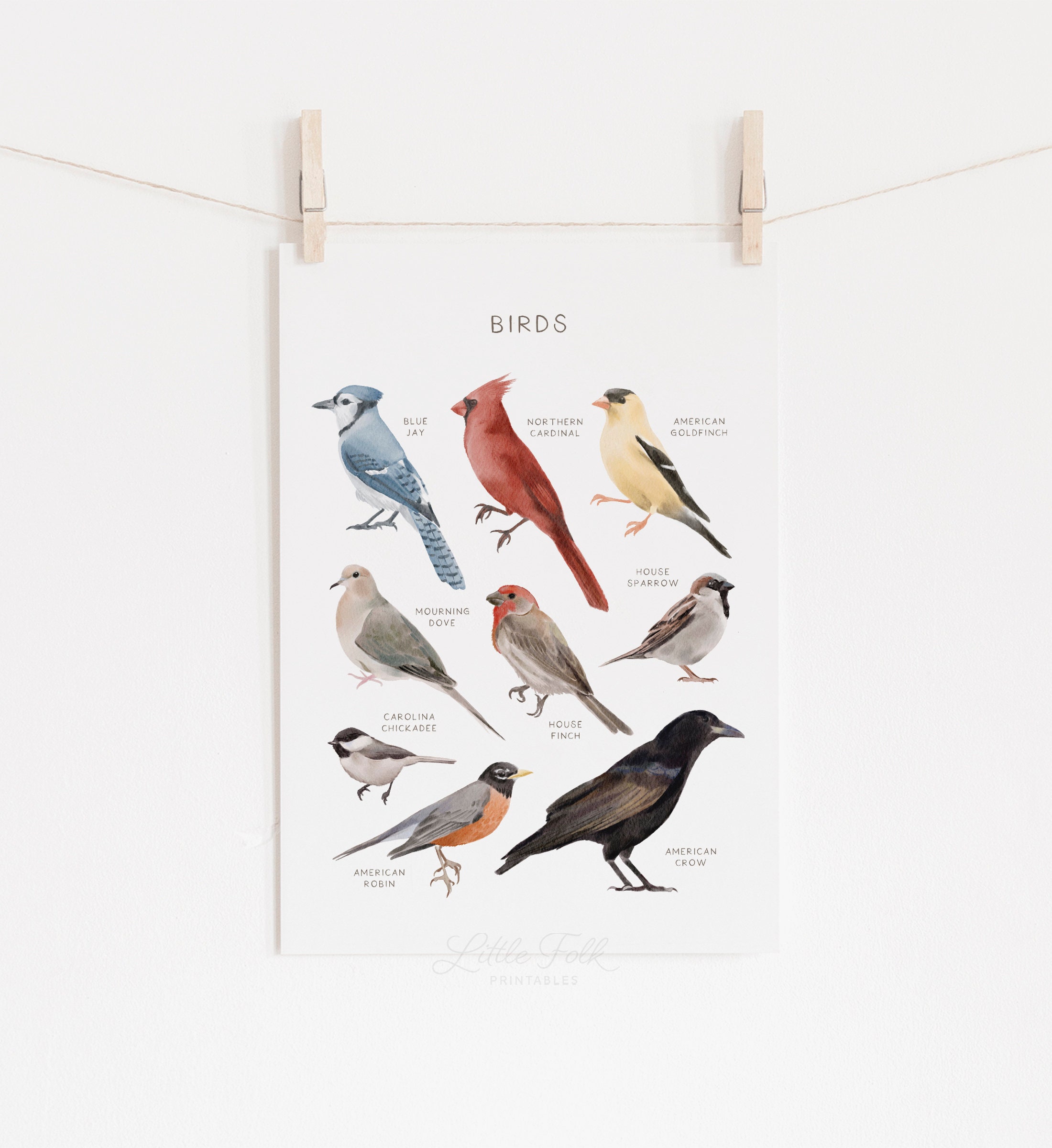 Educational Birds Poster Common Birds Print Printable Wall - Etsy
