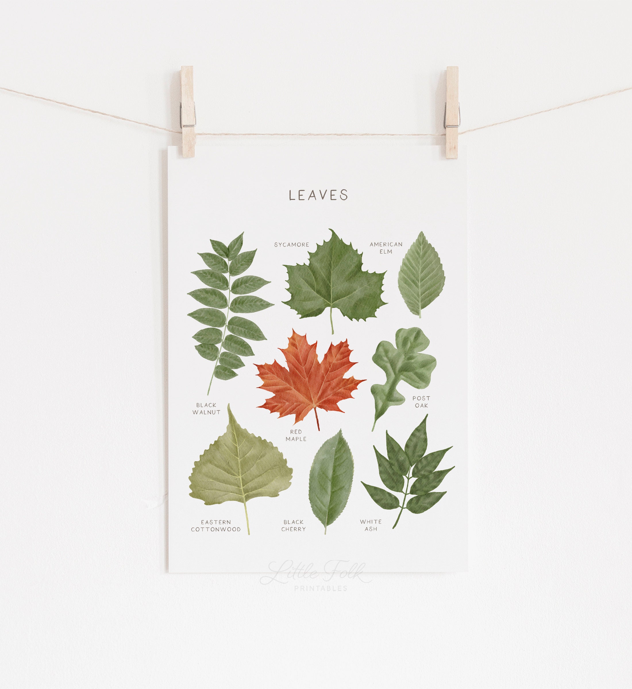 Educational Leaves Poster, Leaf Types Print, Printable Wall Art ...