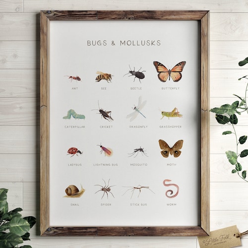 Educational Bugs Poster Insects Print Printable Wall Art - Etsy
