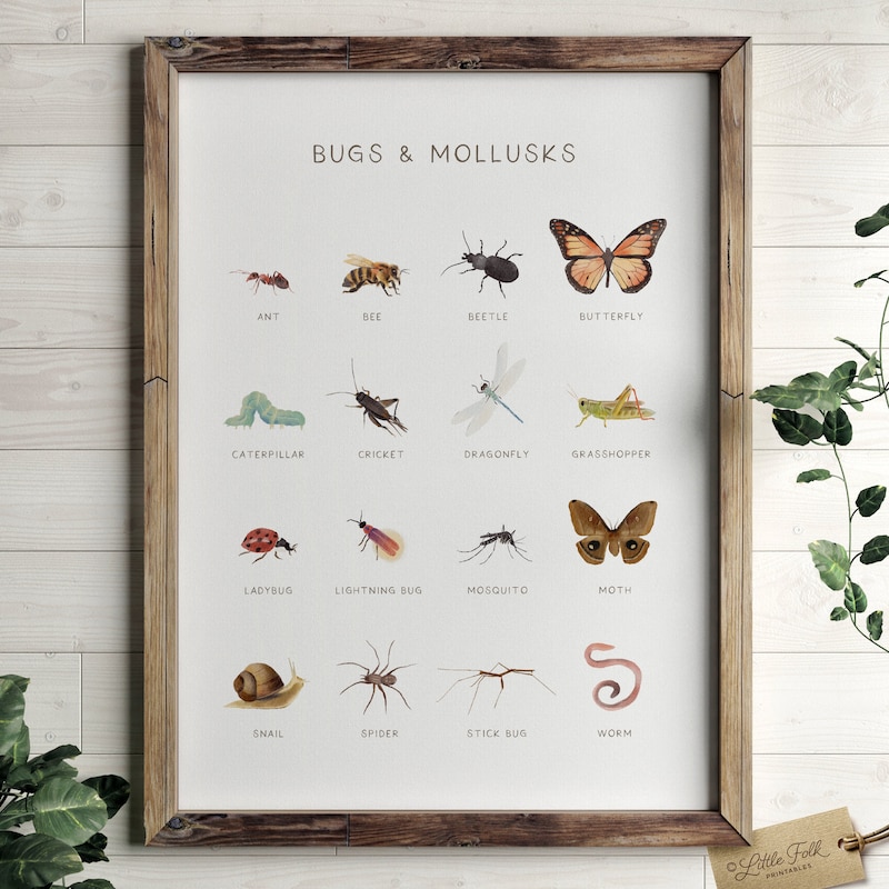 Insect Poster - Etsy