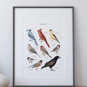Educational Birds Poster, Common Birds Print, Printable Wall Art ...