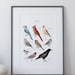Educational Birds Poster Common Birds Print Printable Wall - Etsy