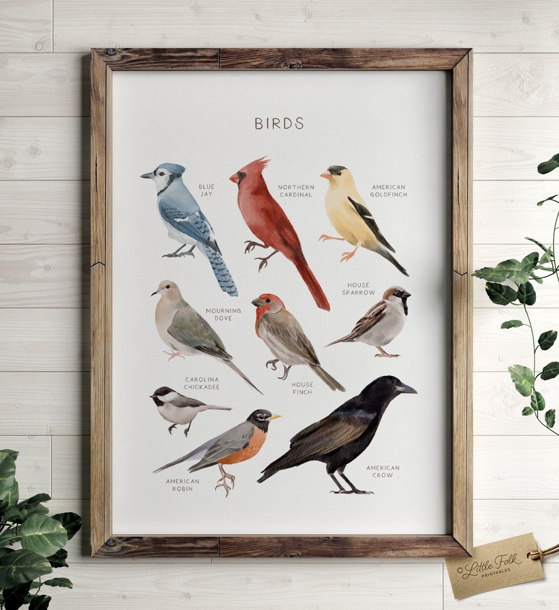 Educational Birds Poster Common Birds Print Printable Wall - Etsy