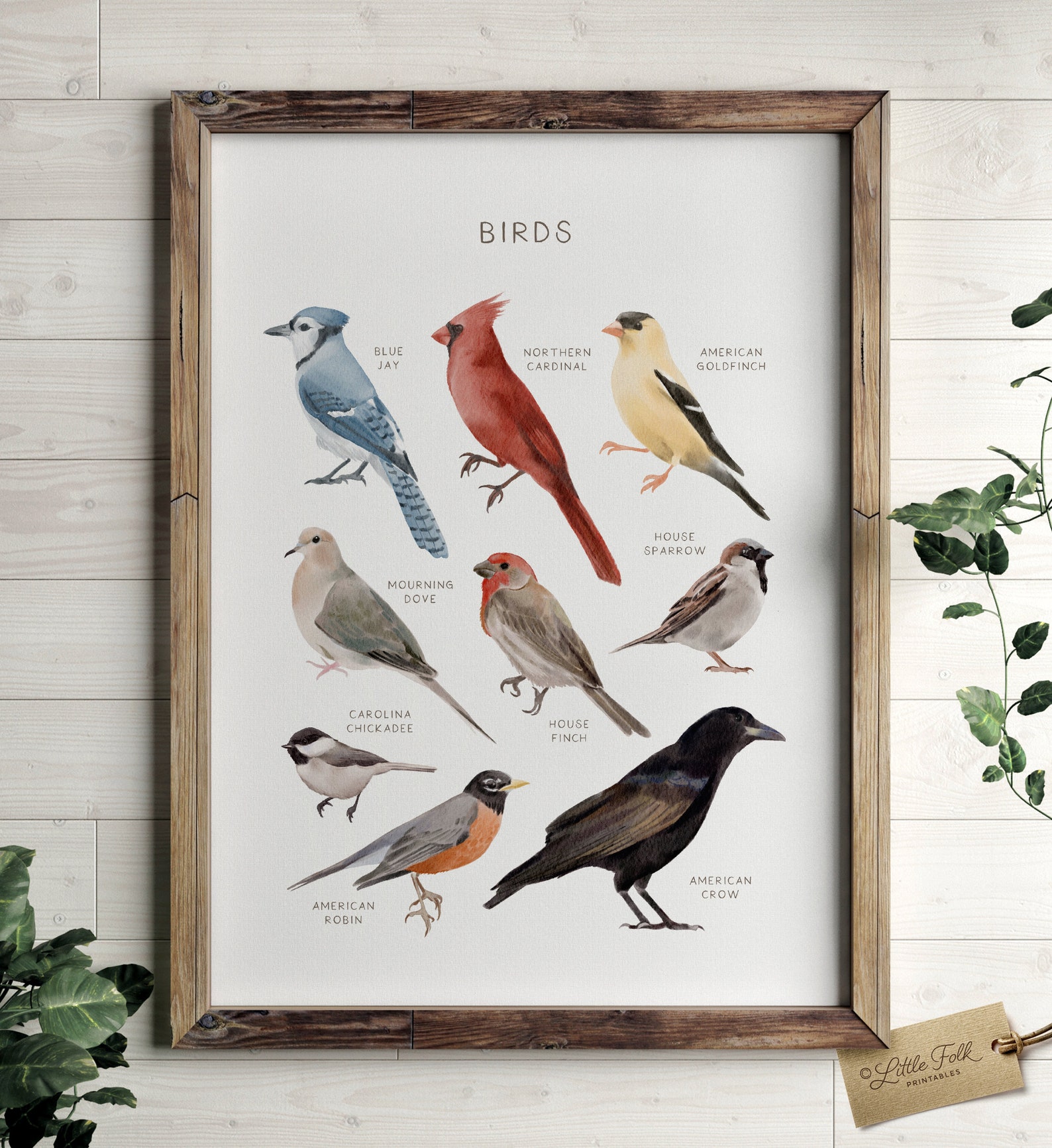 Educational Birds Poster Common Birds Print Printable Wall - Etsy