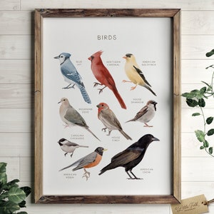 Educational Birds Poster, Common Birds Print, Printable Wall Art ...