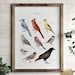 Educational Birds Poster Common Birds Print Printable Wall - Etsy