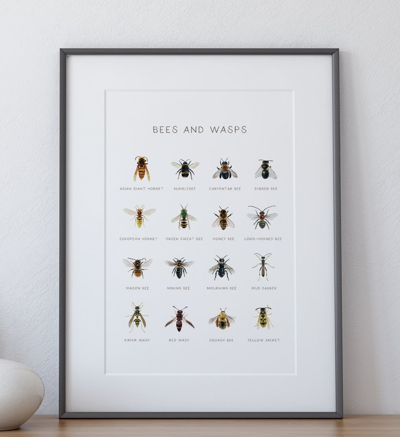 Educational Bugs Poster Bees and Wasps Print Printable Wall - Etsy