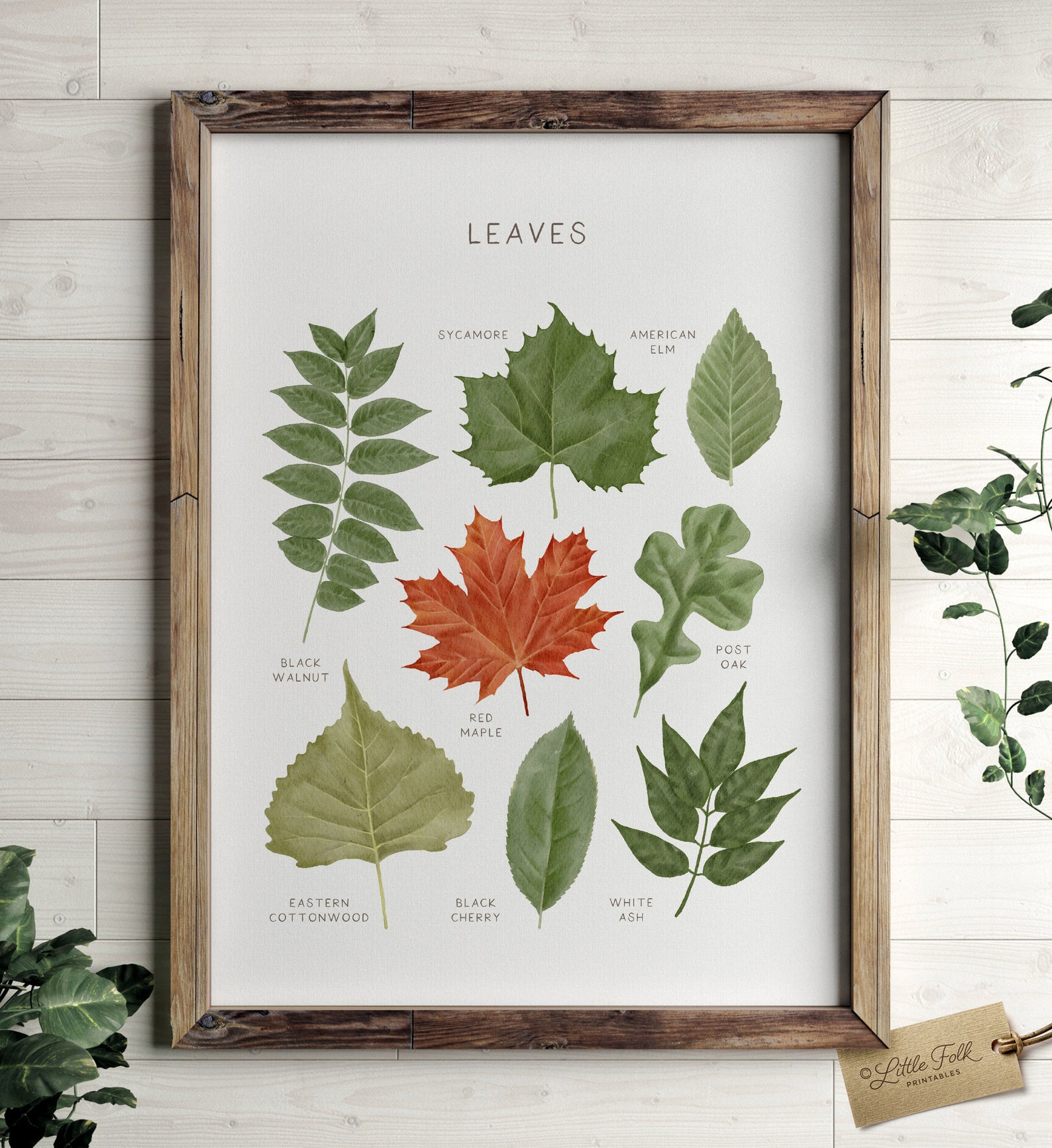 Educational Leaves Poster Leaf Types Print Printable Wall - Etsy