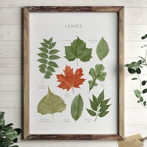 Educational Leaves Poster, Leaf Types Print, Printable Wall Art ...