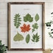 Educational Leaves Poster, Leaf Types Print, Printable Wall Art ...