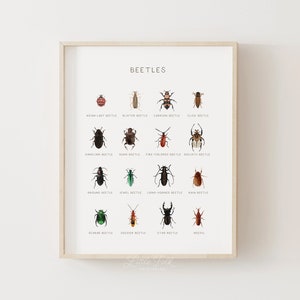 Beetle Species Poster, Educational Bug Print, Printable Wall Art ...
