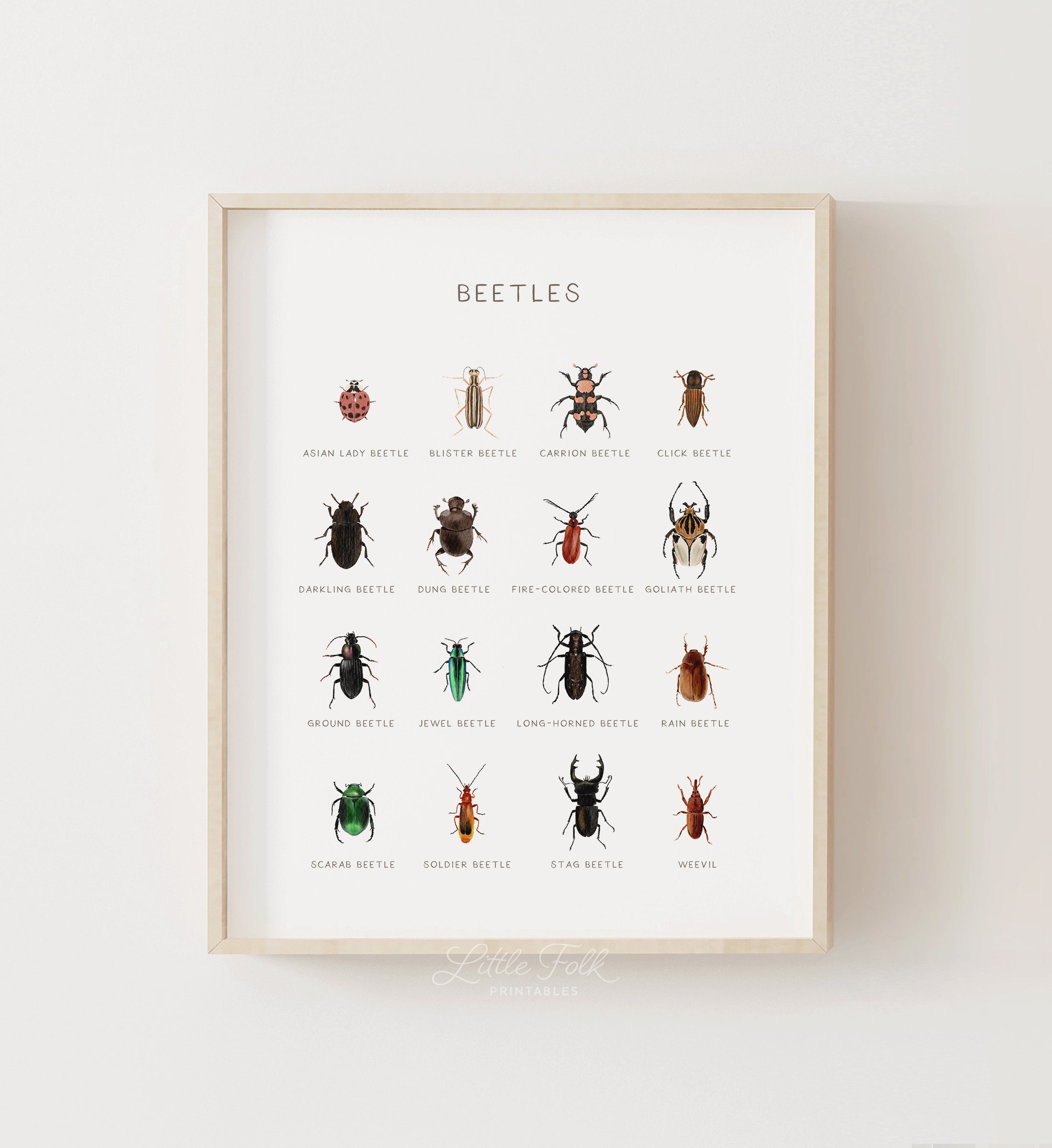 Beetle Species Poster Educational Bug Print Printable Wall - Etsy