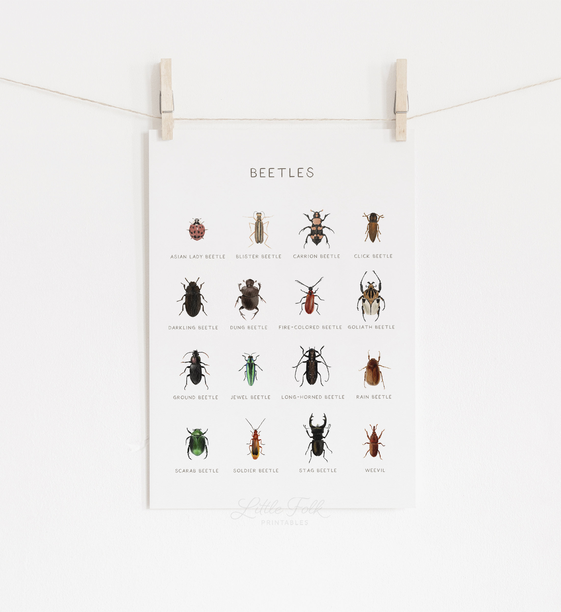 Beetle Species Poster Educational Bug Print Printable Wall - Etsy