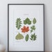 Educational Leaves Poster, Leaf Types Print, Printable Wall Art ...