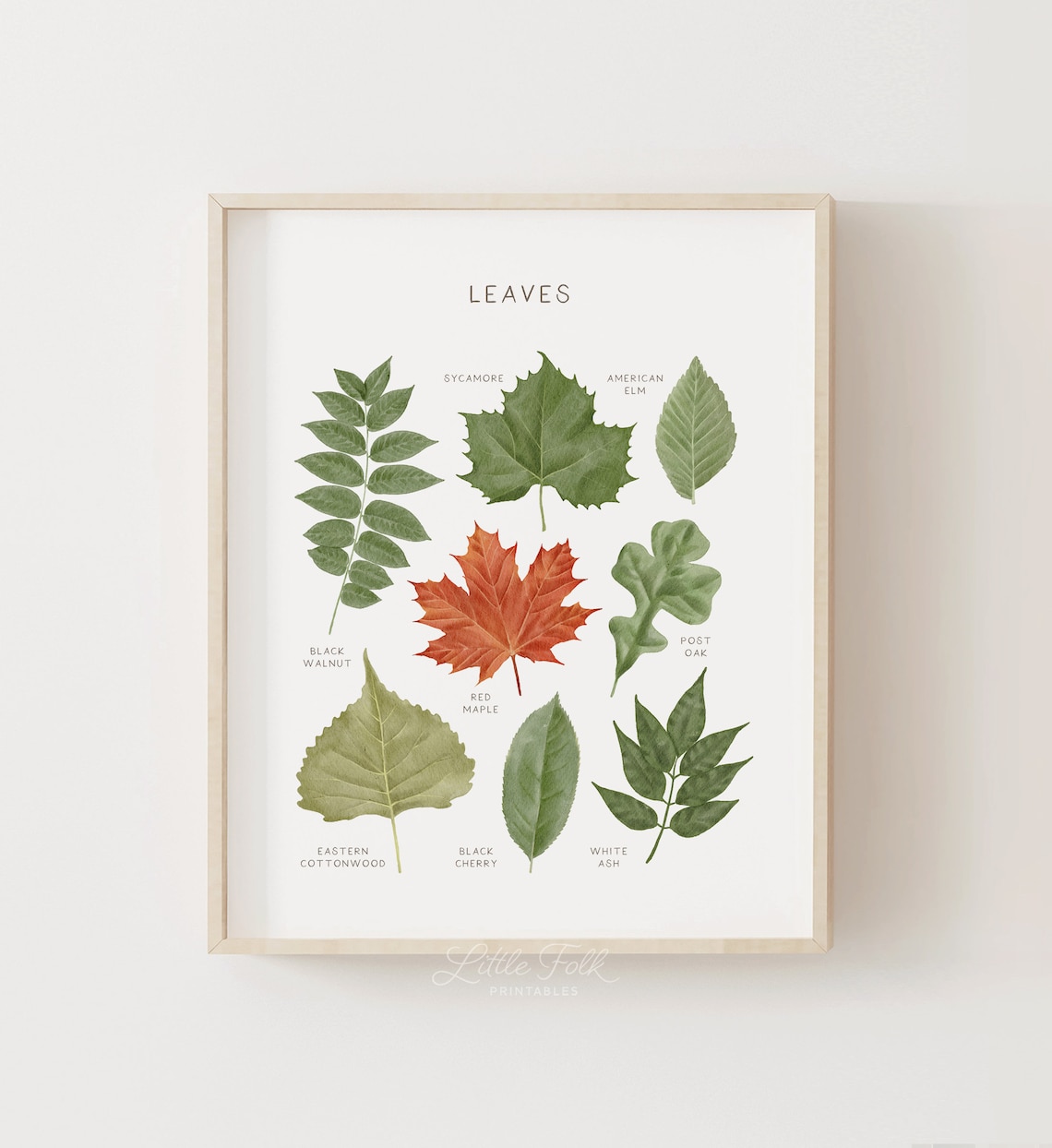 Educational Leaves Poster, Leaf Types Print, Printable Wall Art ...