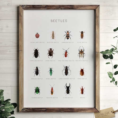 Educational Bugs Poster Insects Print Printable Wall Art - Etsy