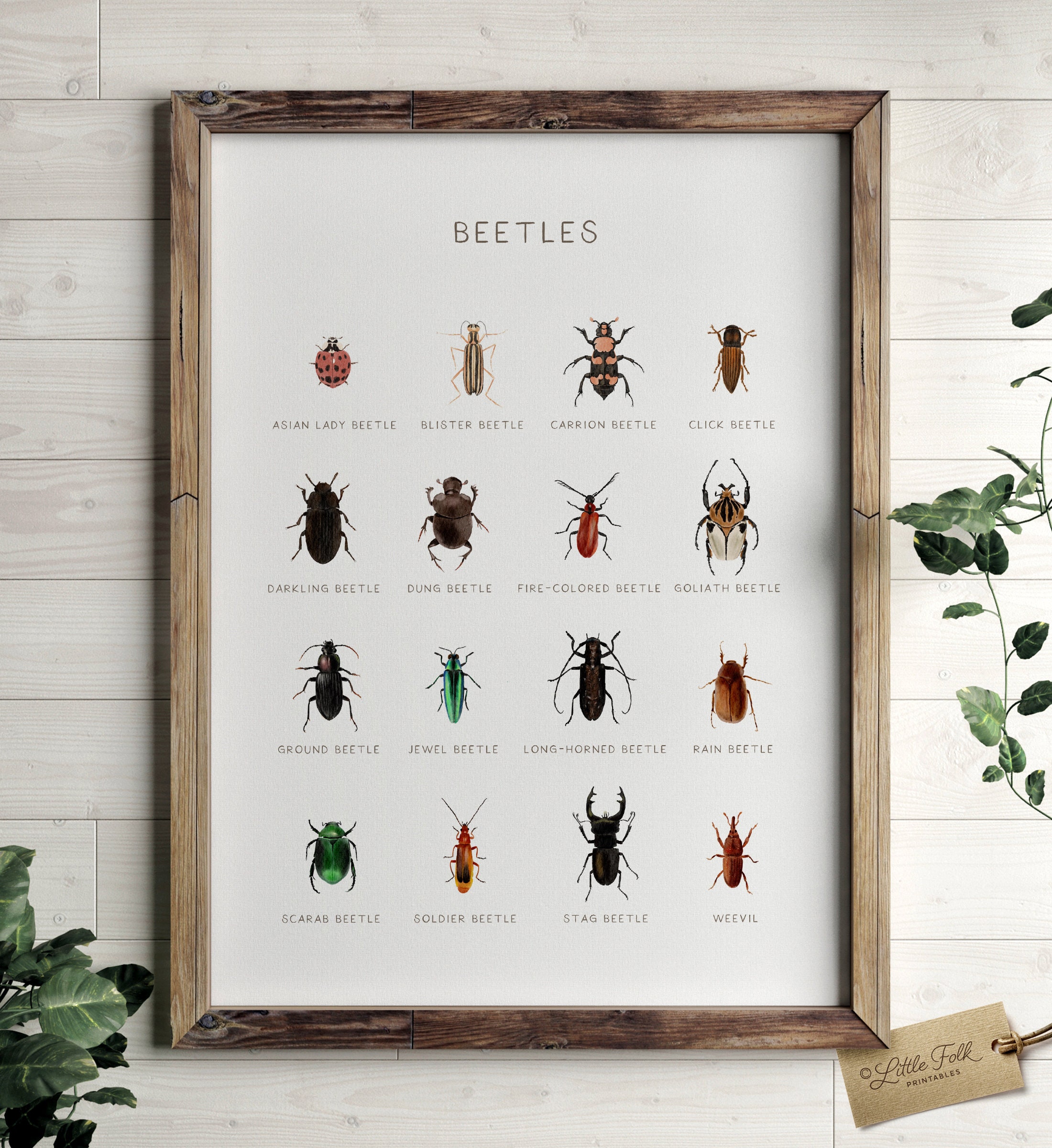 Beetle Species Poster Educational Bug Print Printable Wall - Etsy