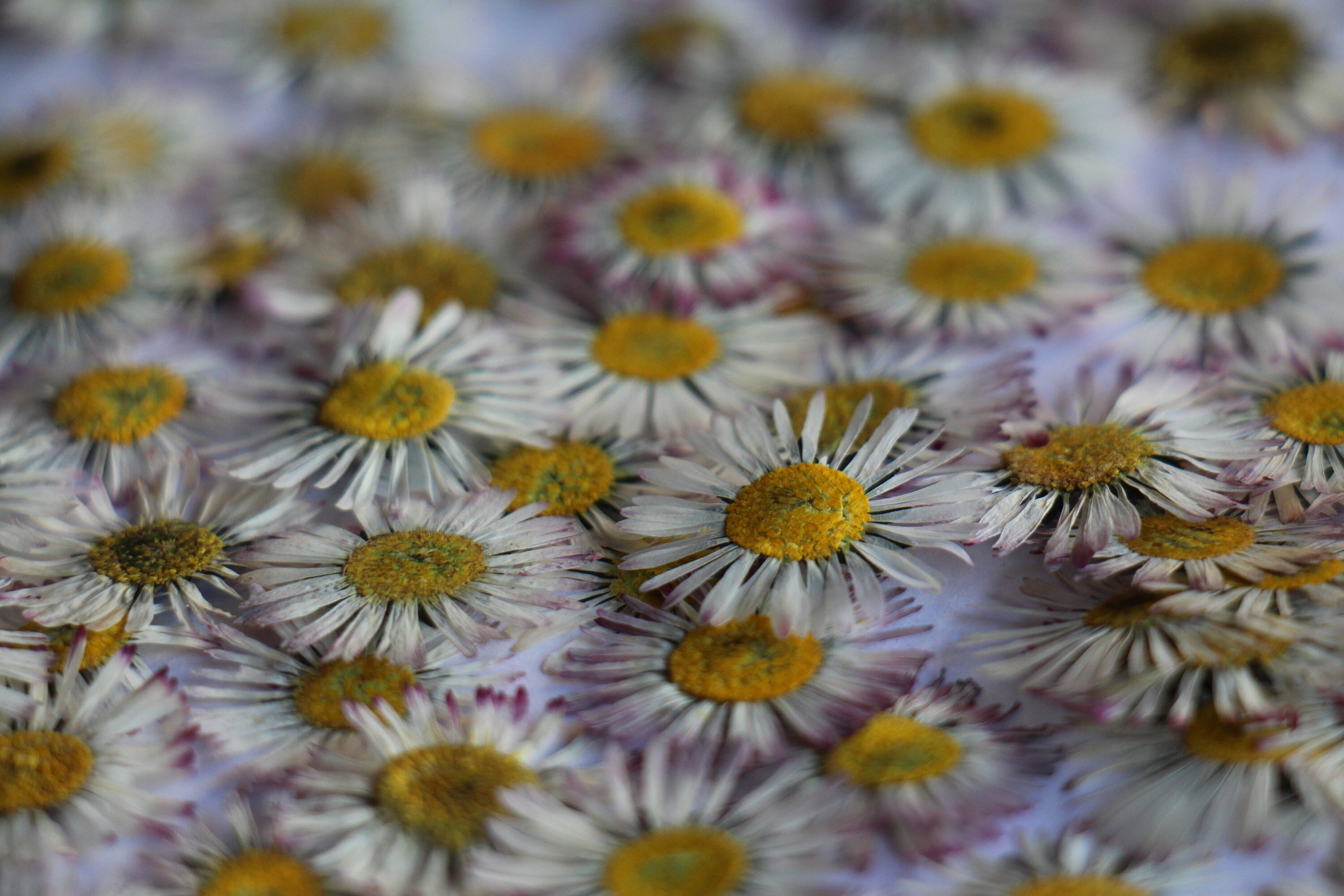 Set of 20 dried and pressed daisy flowers | Etsy