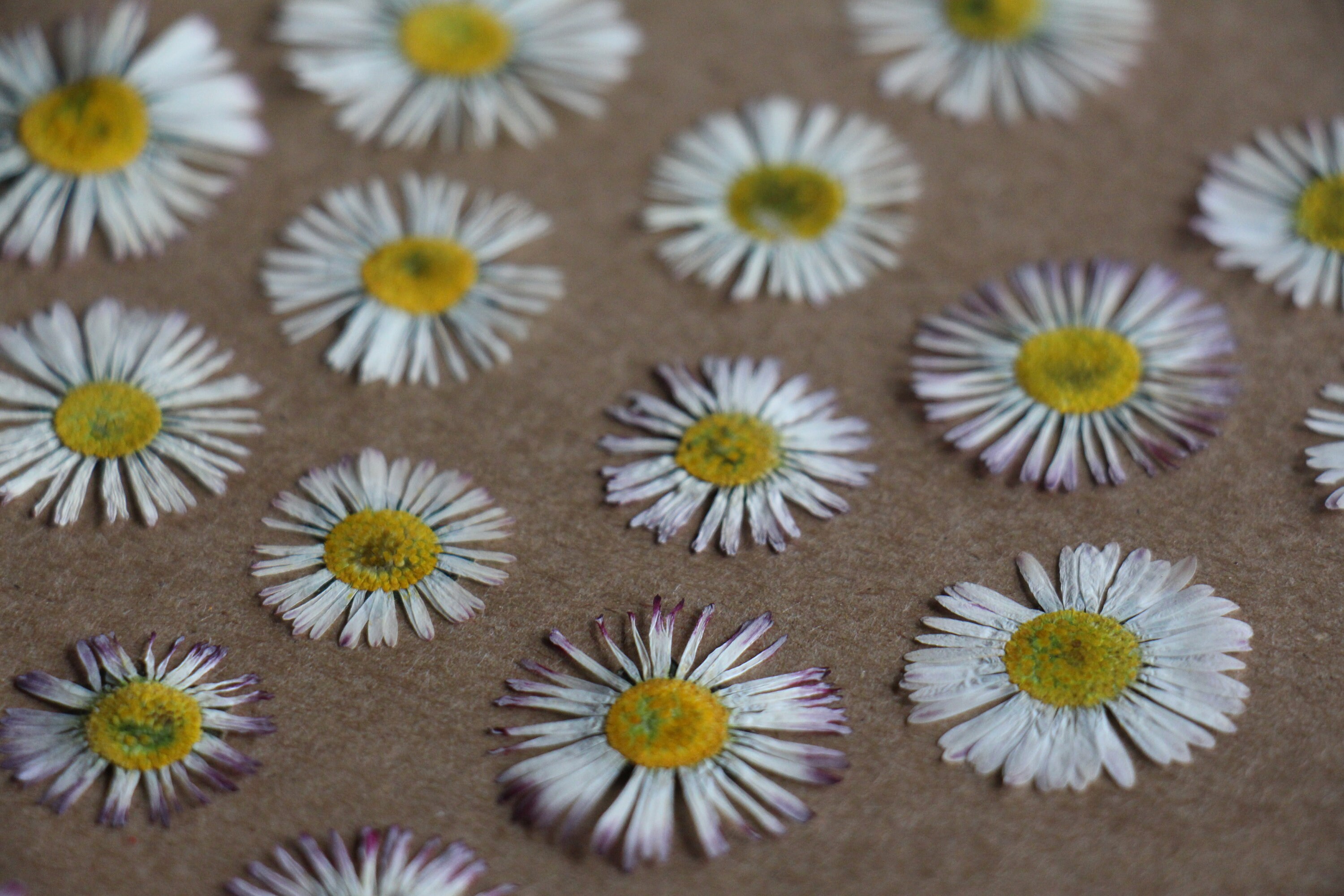 Set of 20 dried and pressed daisy flowers | Etsy