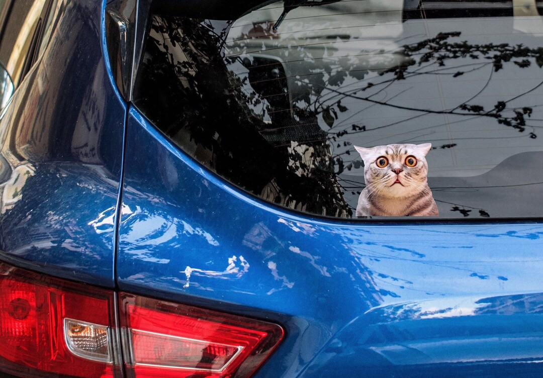 Scaredy Cat Funny Car Vinyl Decal Sticker - Etsy