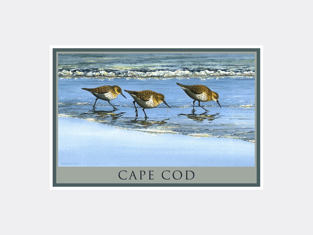 Cape Cod Birds Watercolor Art Print: Beach Coastal Giclee Poster - Etsy