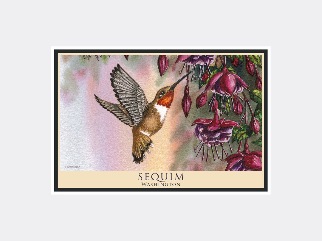 Sequim Washington Hummingbird Feeding on Fuchsia Giclee Art Print ...