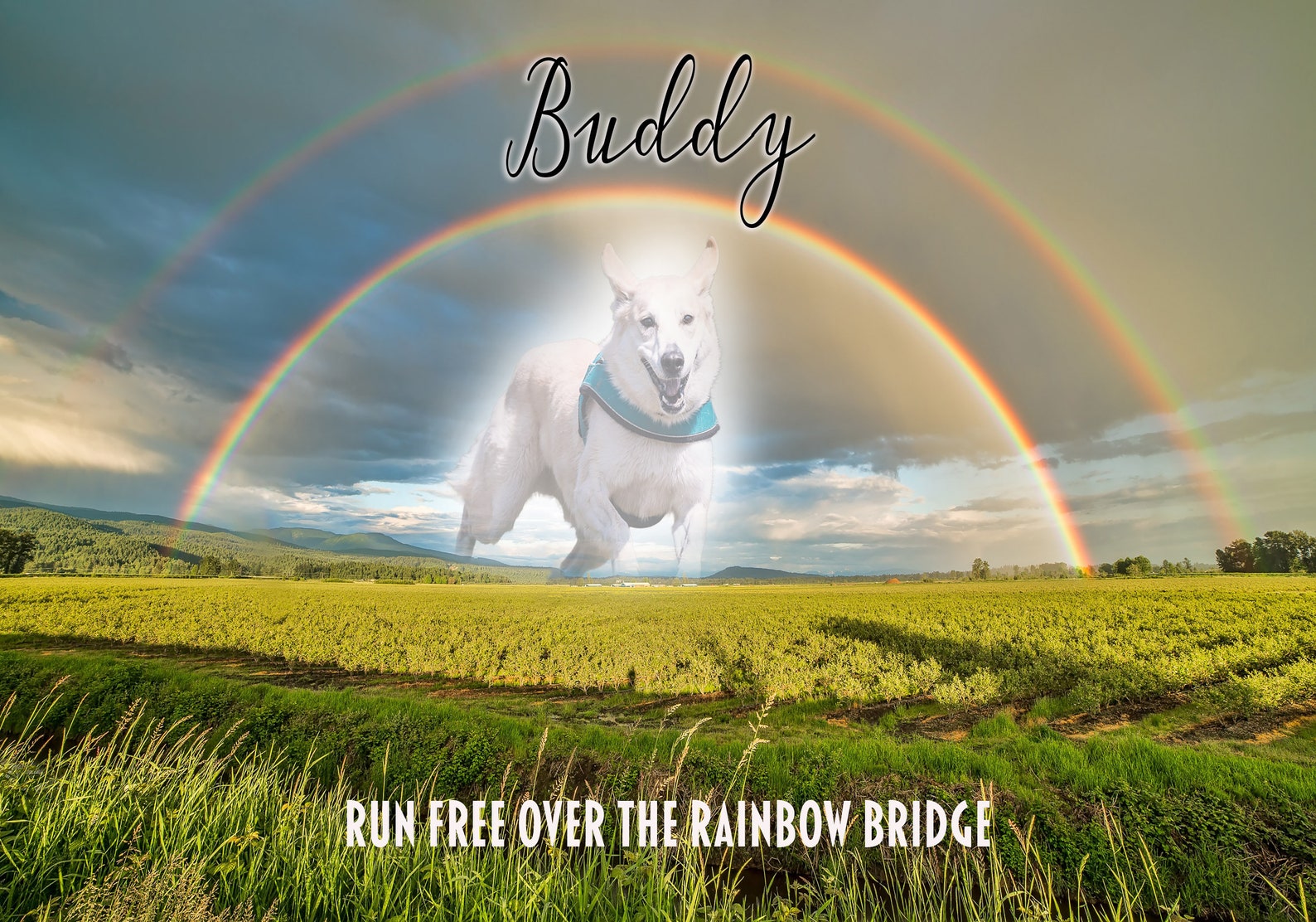 All Dogs Go to Heaven Dog Memorial Picture Gift Rainbow - Etsy