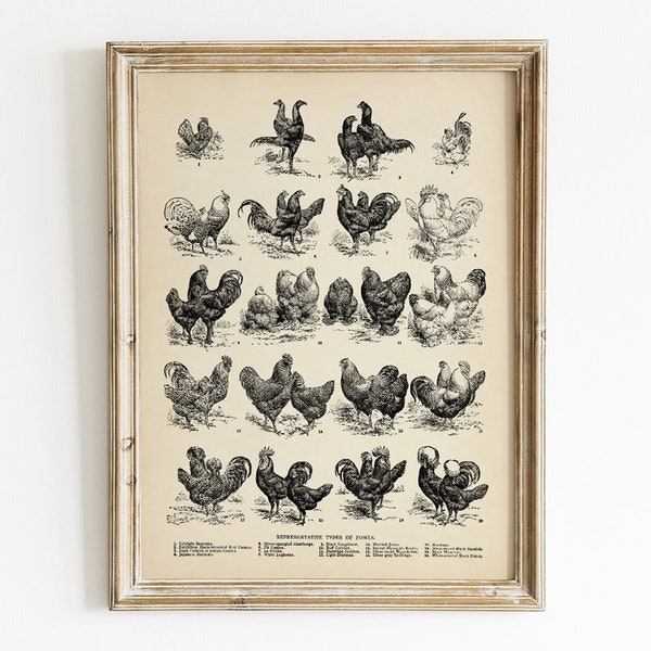 Chicken Breeds Poster - Etsy
