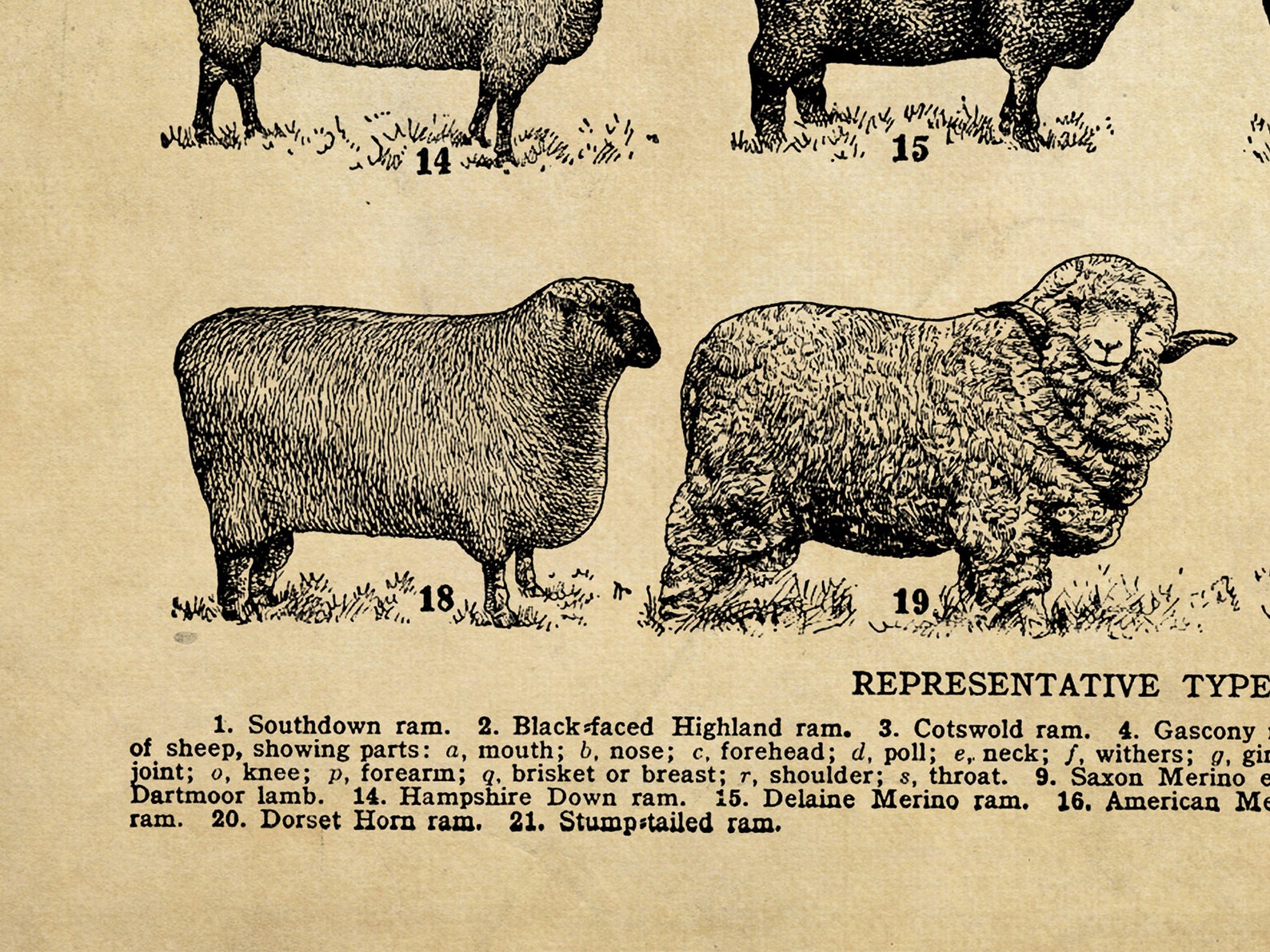 Breeds of Sheep Printable Types of Sheep Farmhouse Decor - Etsy Australia