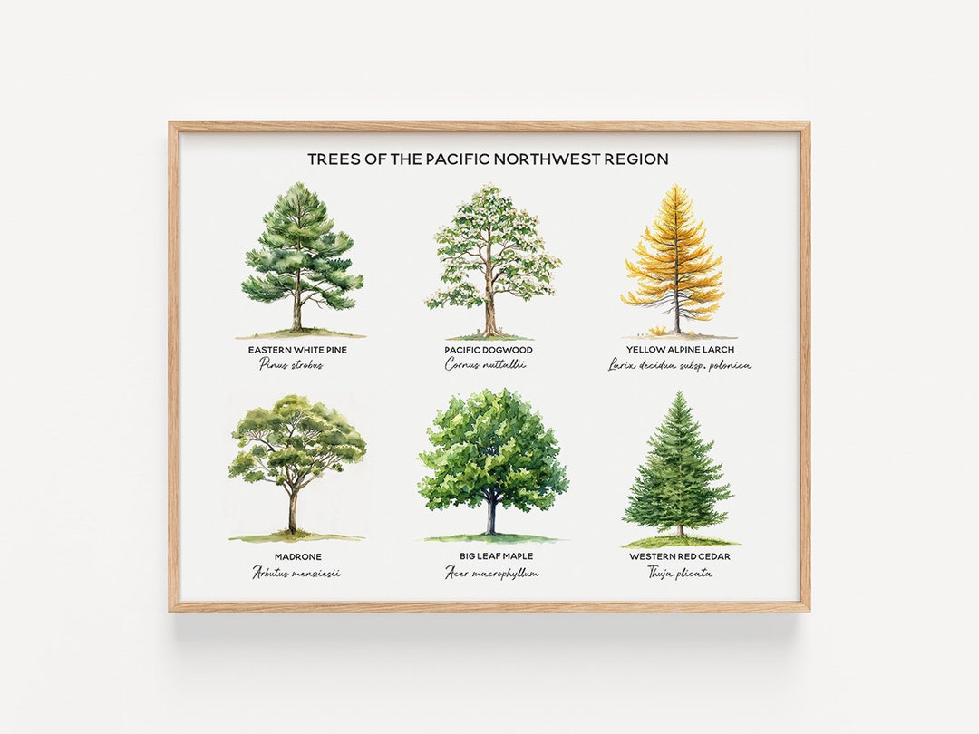 Trees of the Pacific Northwest Region, North America Tree Printable ...
