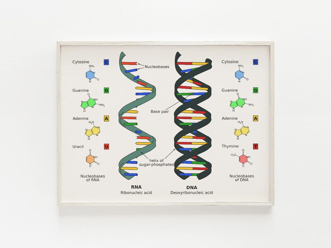 DNA Vs RNA Molecular Biology Helix Diagram Printable, Science Classroom ...