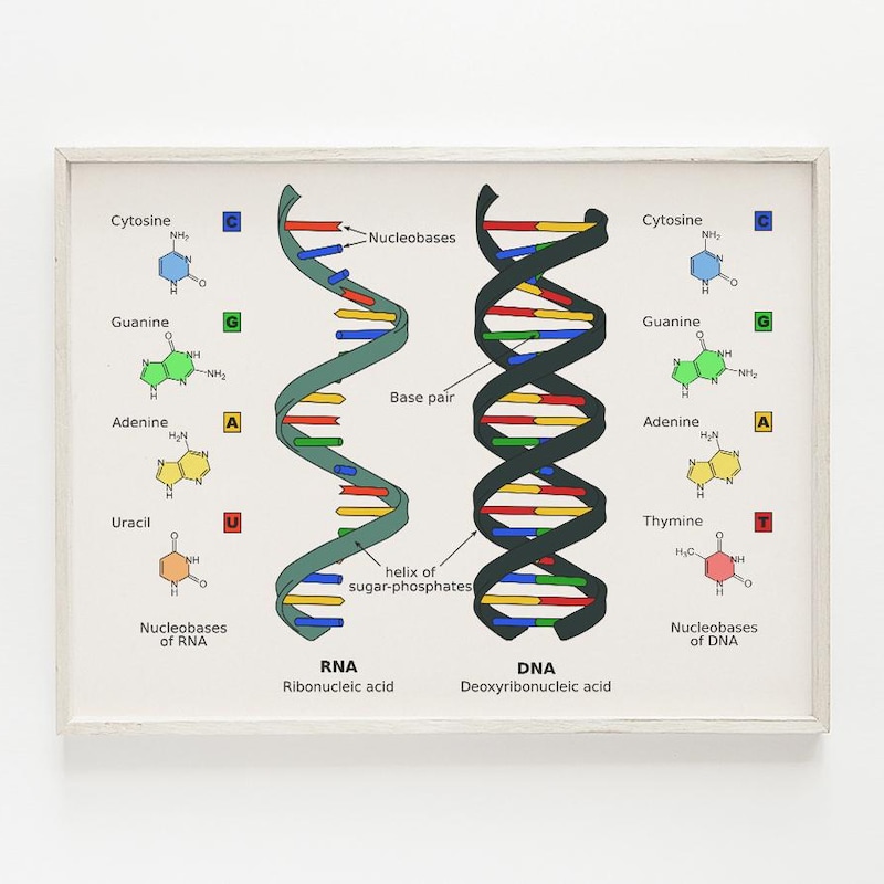 Science Poster Dna - Etsy