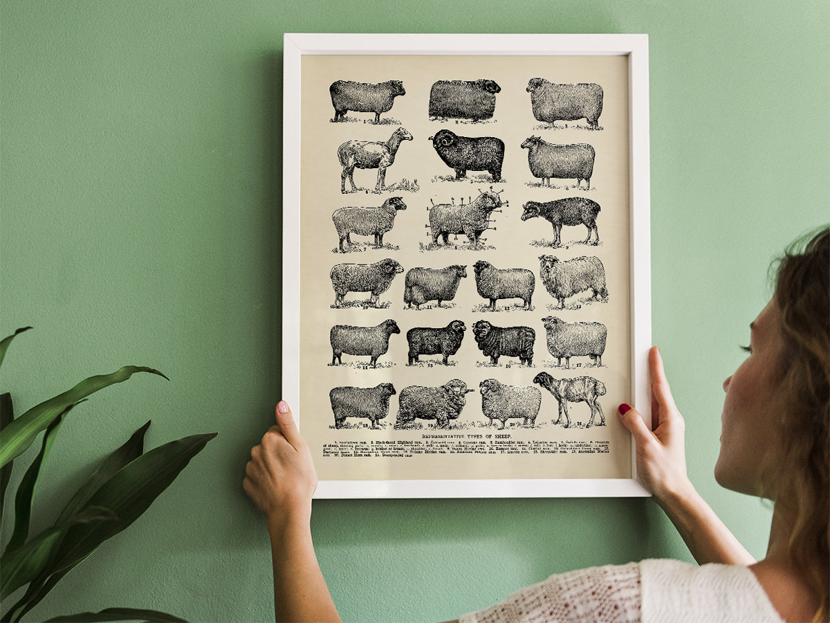 Breeds of Sheep Printable, Types of Sheep, Farmhouse Decor, Farmer ...