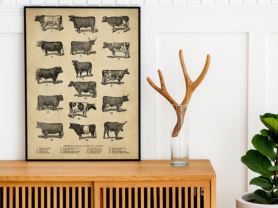 Breeds of Cow Printable Types of Cattle Digital Download - Etsy