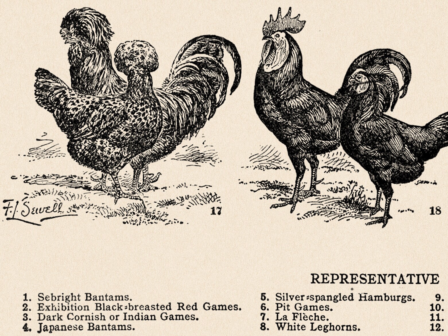 Breeds of Fowls Printable, Types of Chicken, Farmhouse Decor, Cottage ...