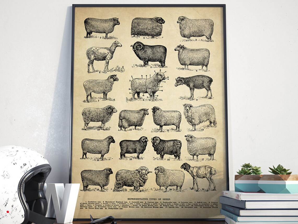 Breeds of Sheep Printable Types of Sheep Farmhouse Decor - Etsy Australia