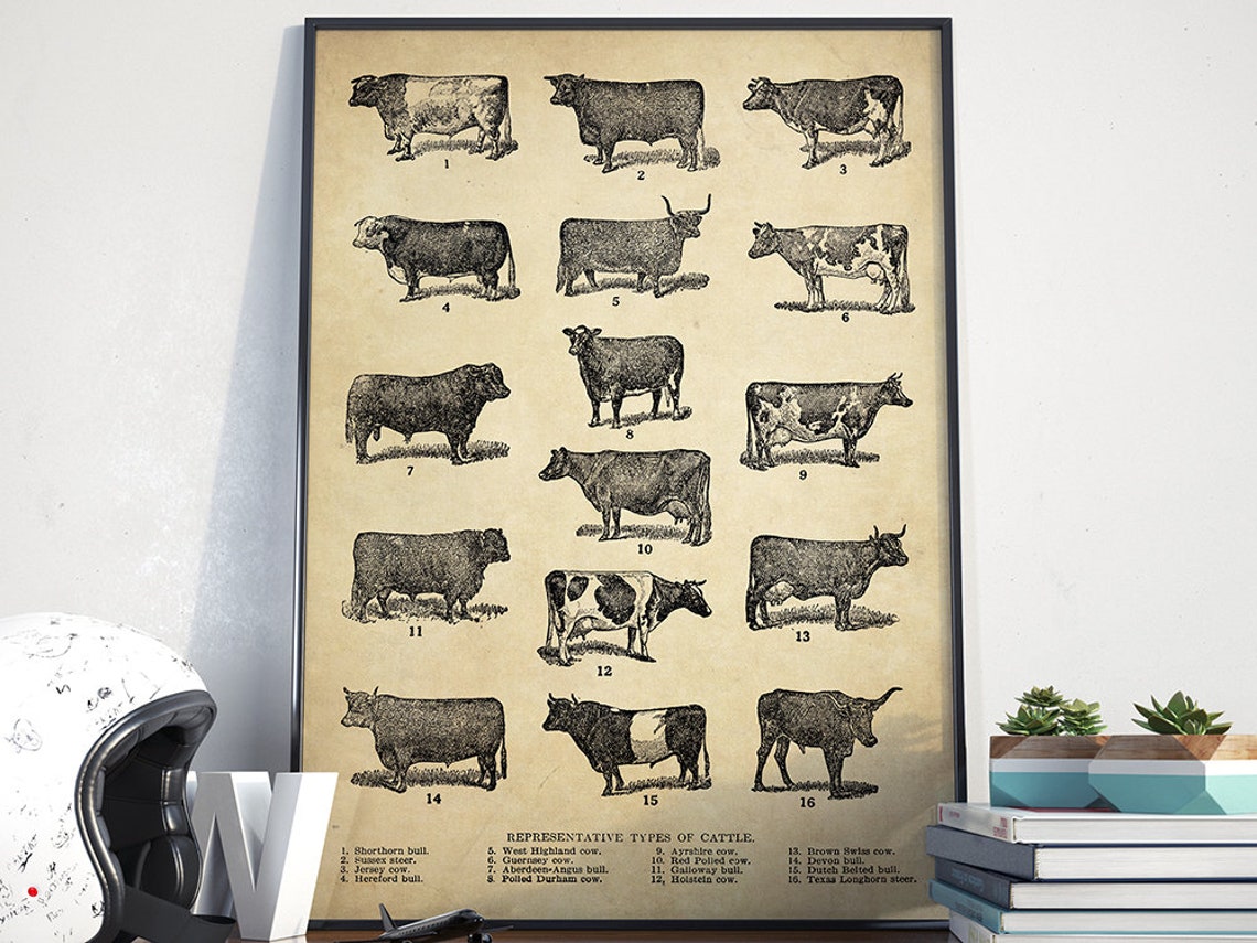 Breeds of Cow Printable Types of Cattle Digital Download | Etsy