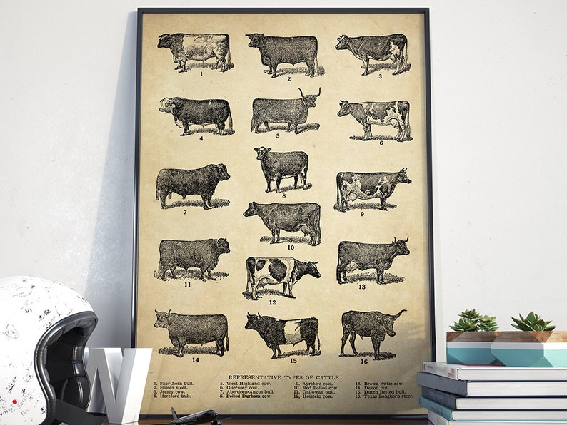 Breeds of Cow Printable Types of Cattle Digital Download - Etsy