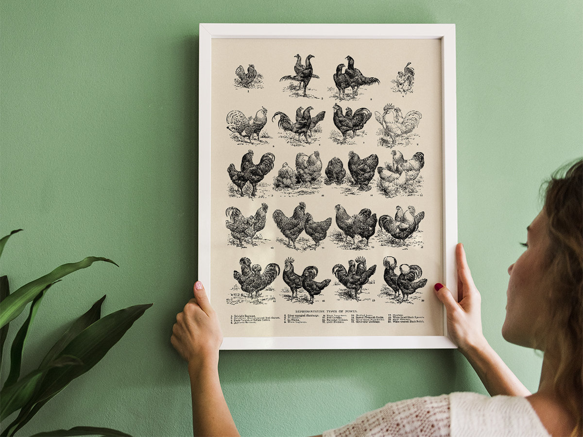 Breeds of Fowls Printable, Types of Chicken, Farmhouse Decor, Cottage ...